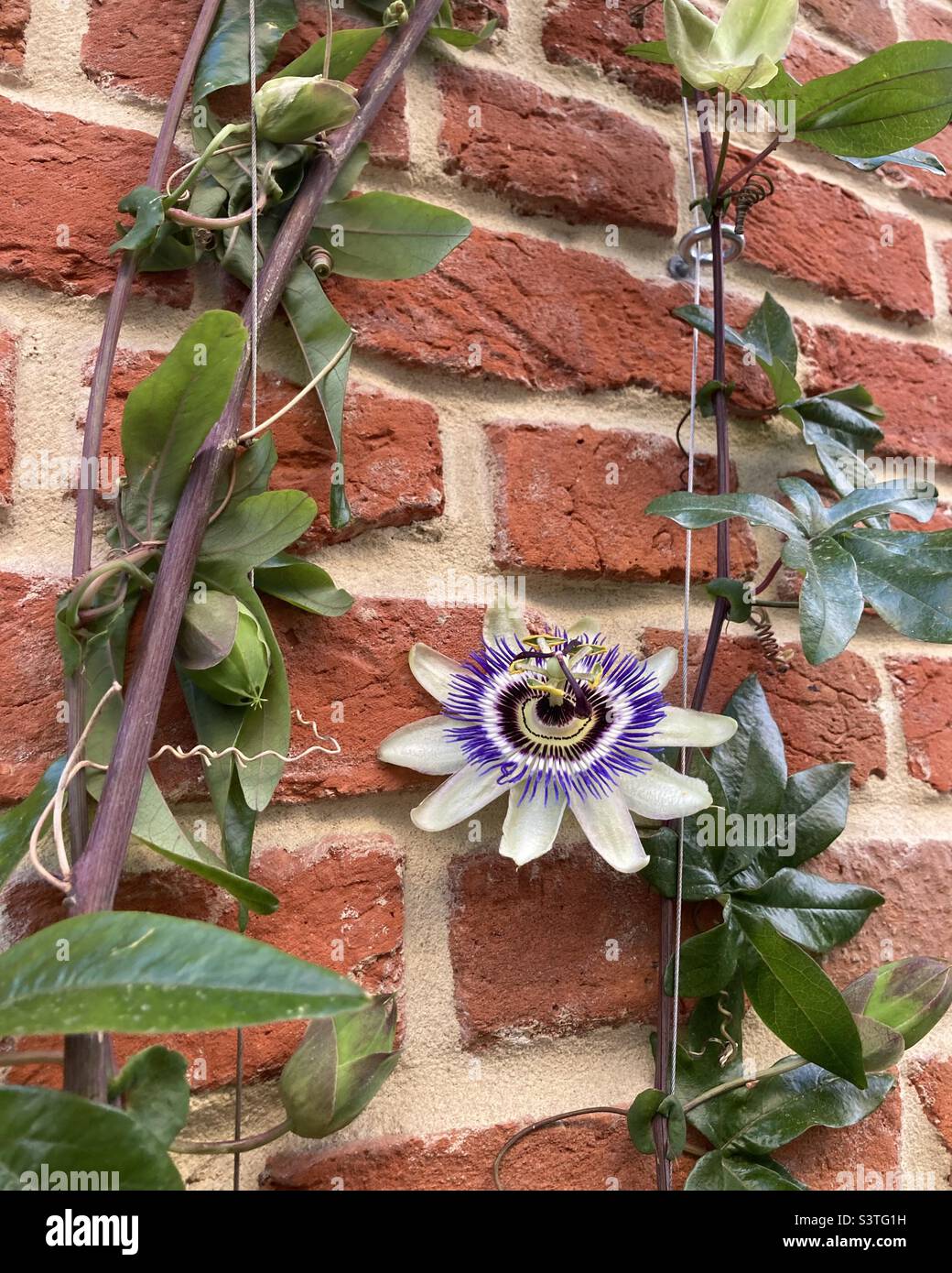 Passionflower wall hi-res stock photography and images - Alamy