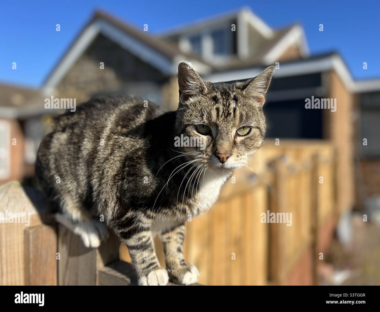 Cat on fence close up hi-res stock photography and images - Alamy