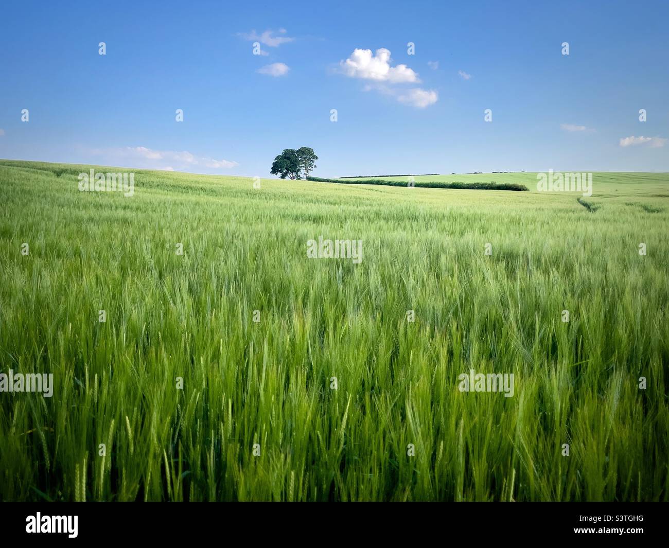 Barley tree hi-res stock photography and images - Alamy