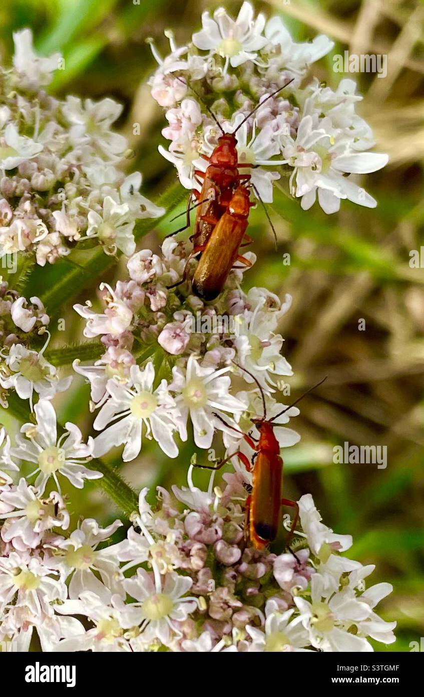 Flower loving insects hi-res stock photography and images - Alamy
