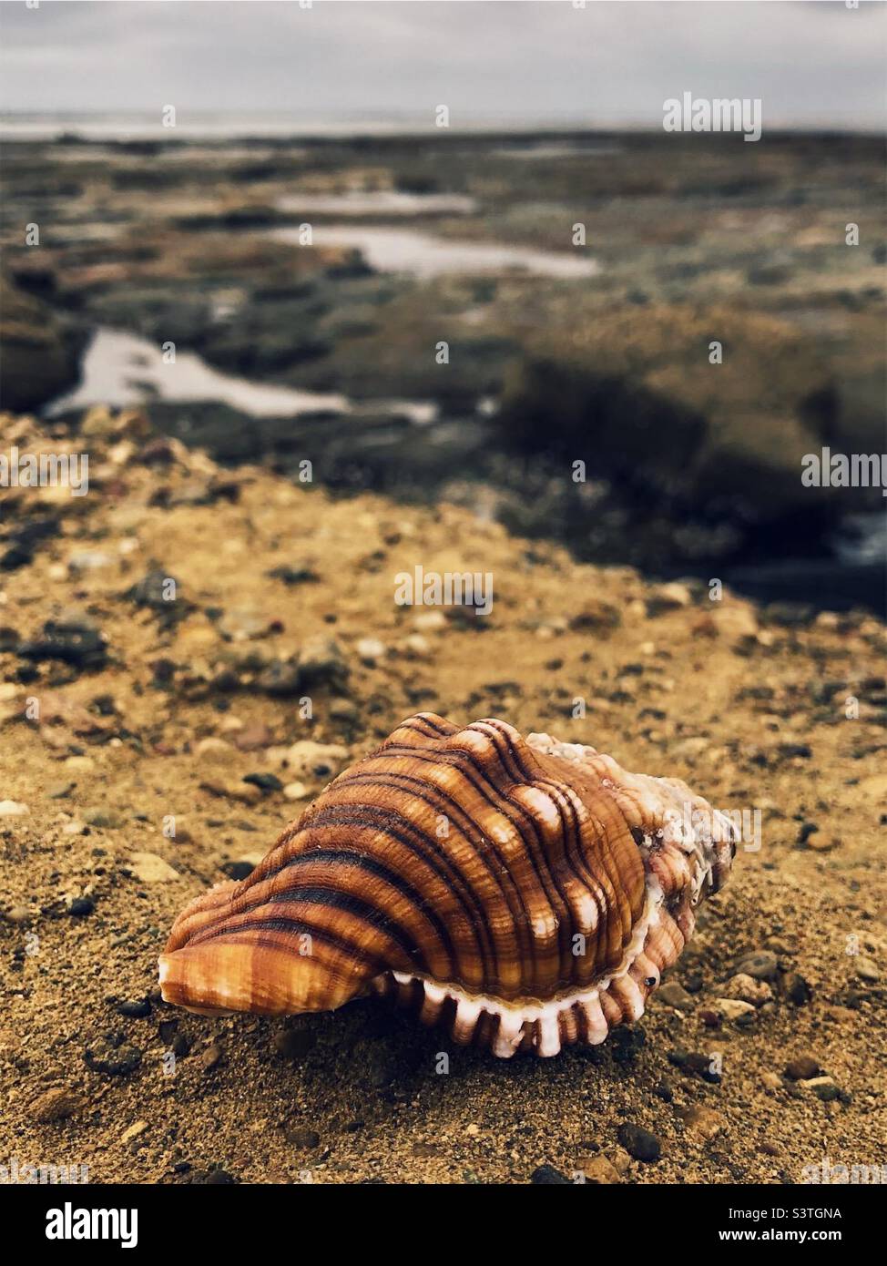 Unique shells hi-res stock photography and images - Alamy
