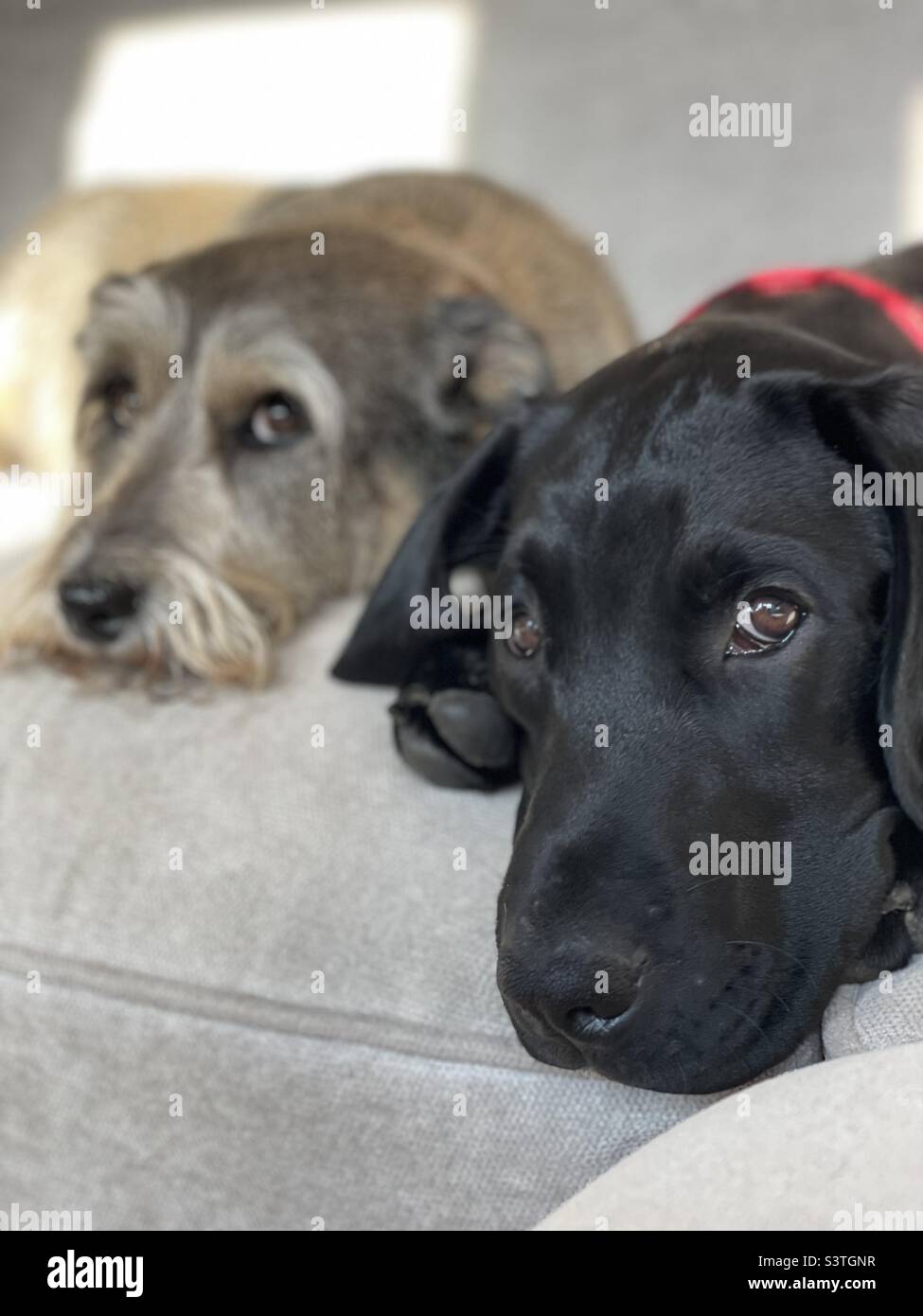 Two dogs together hi-res stock photography and images - Alamy