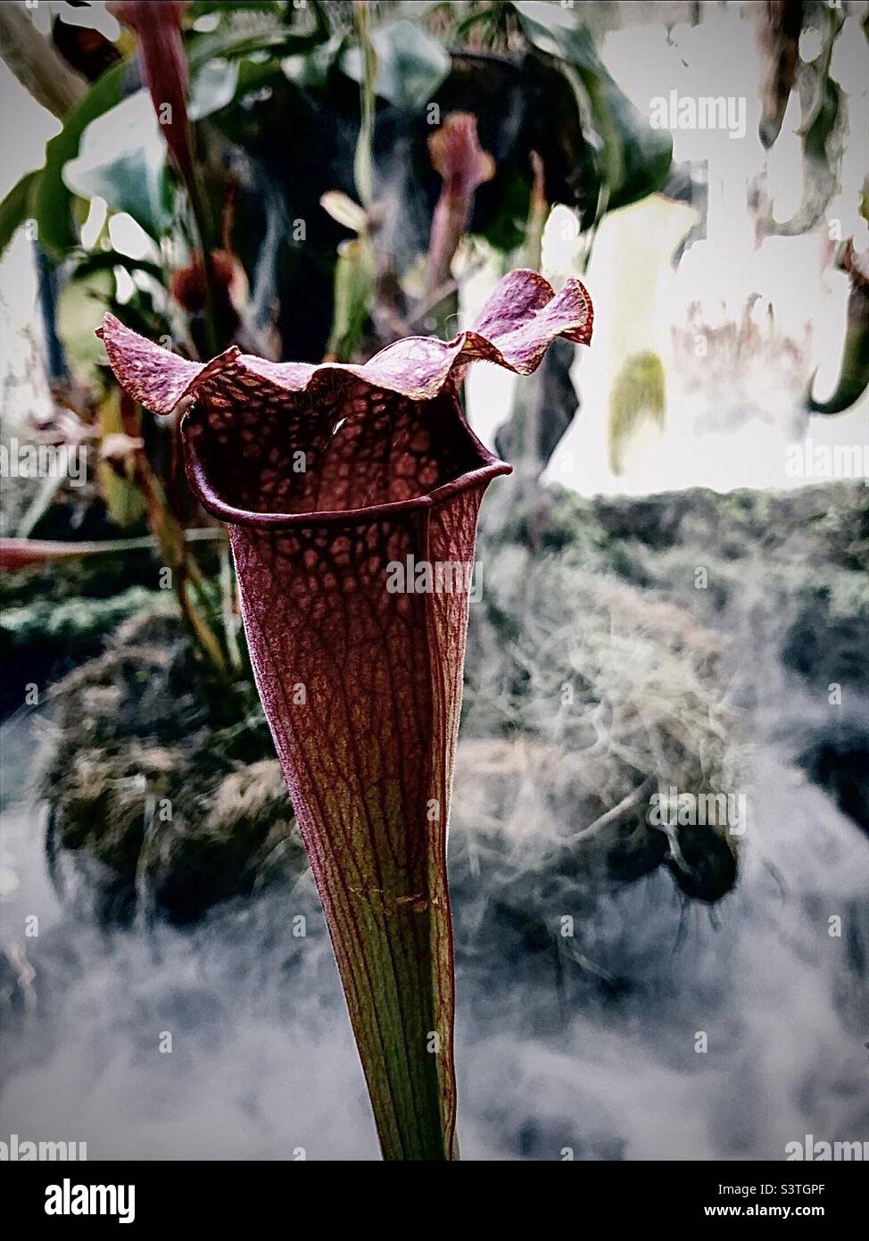 Portrait of fly trap taken with smoky background. Fly trap displays a ...