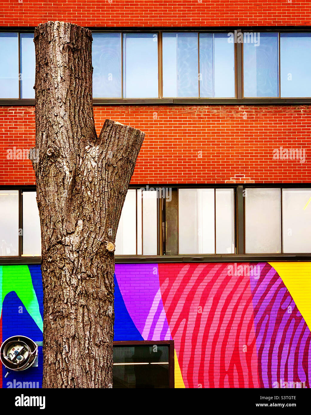 Cut tree hi-res stock photography and images - Alamy