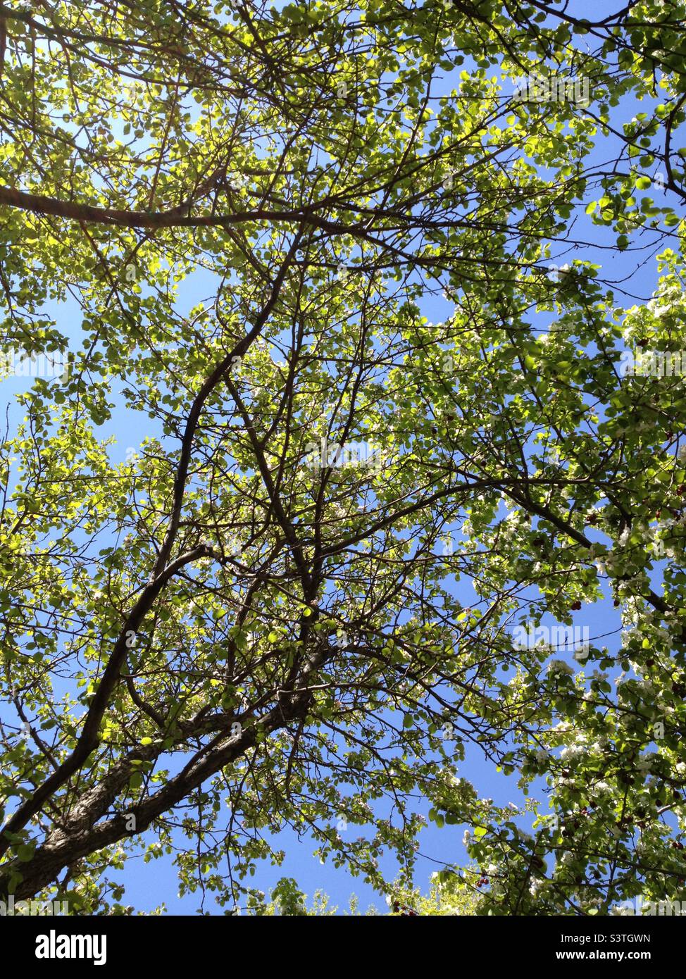 Tree branches and leaves hi-res stock photography and images - Alamy
