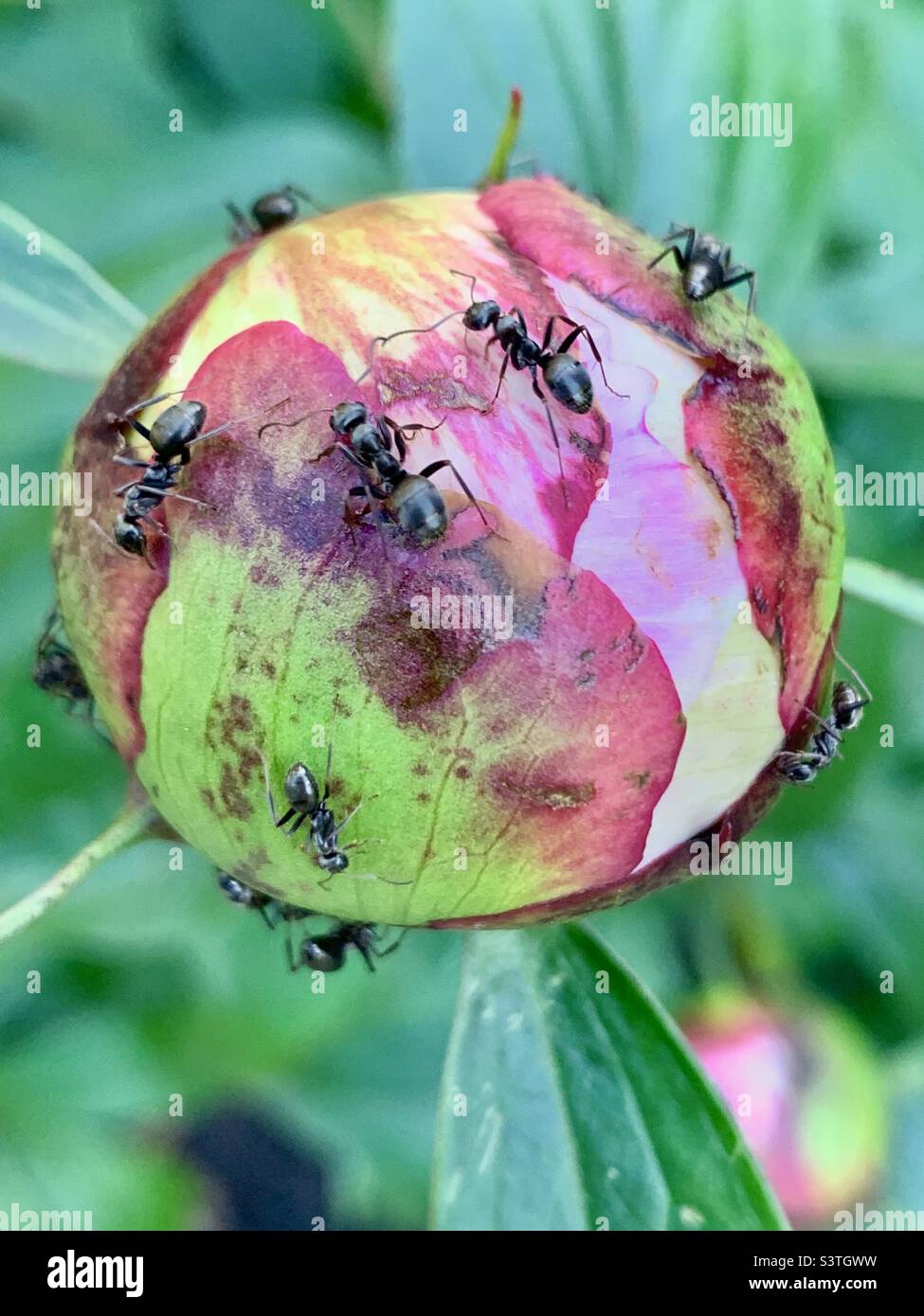 Ants insects hi-res stock photography and images - Alamy