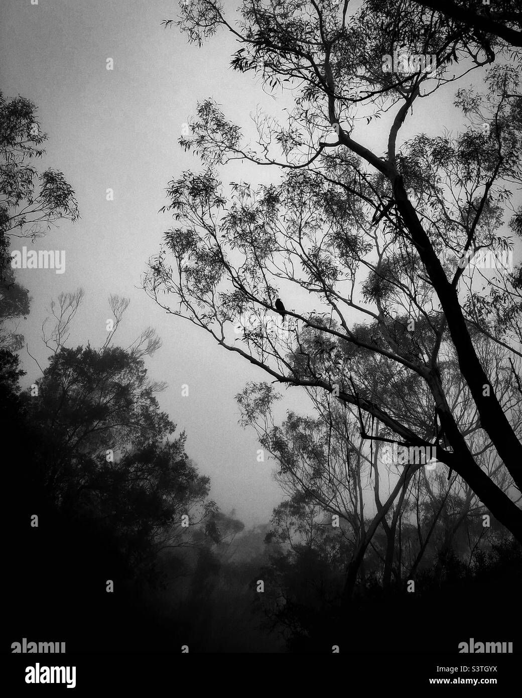 Bird in scene Black and White Stock Photos & Images - Alamy