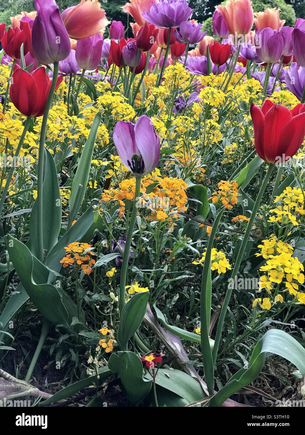 Mixed blooms field hi-res stock photography and images - Alamy