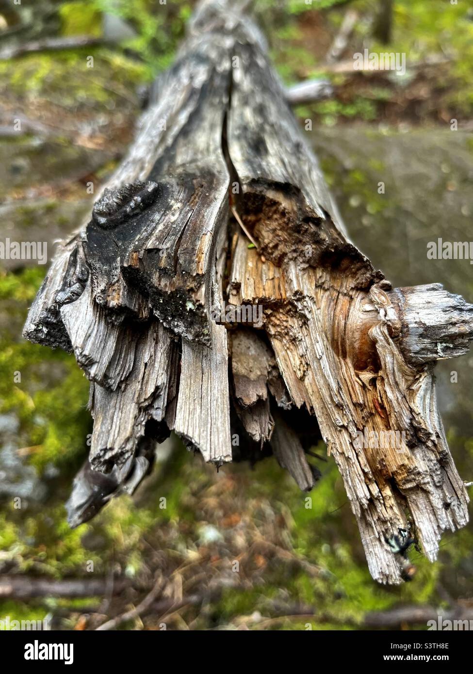 Broken log hi-res stock photography and images - Alamy