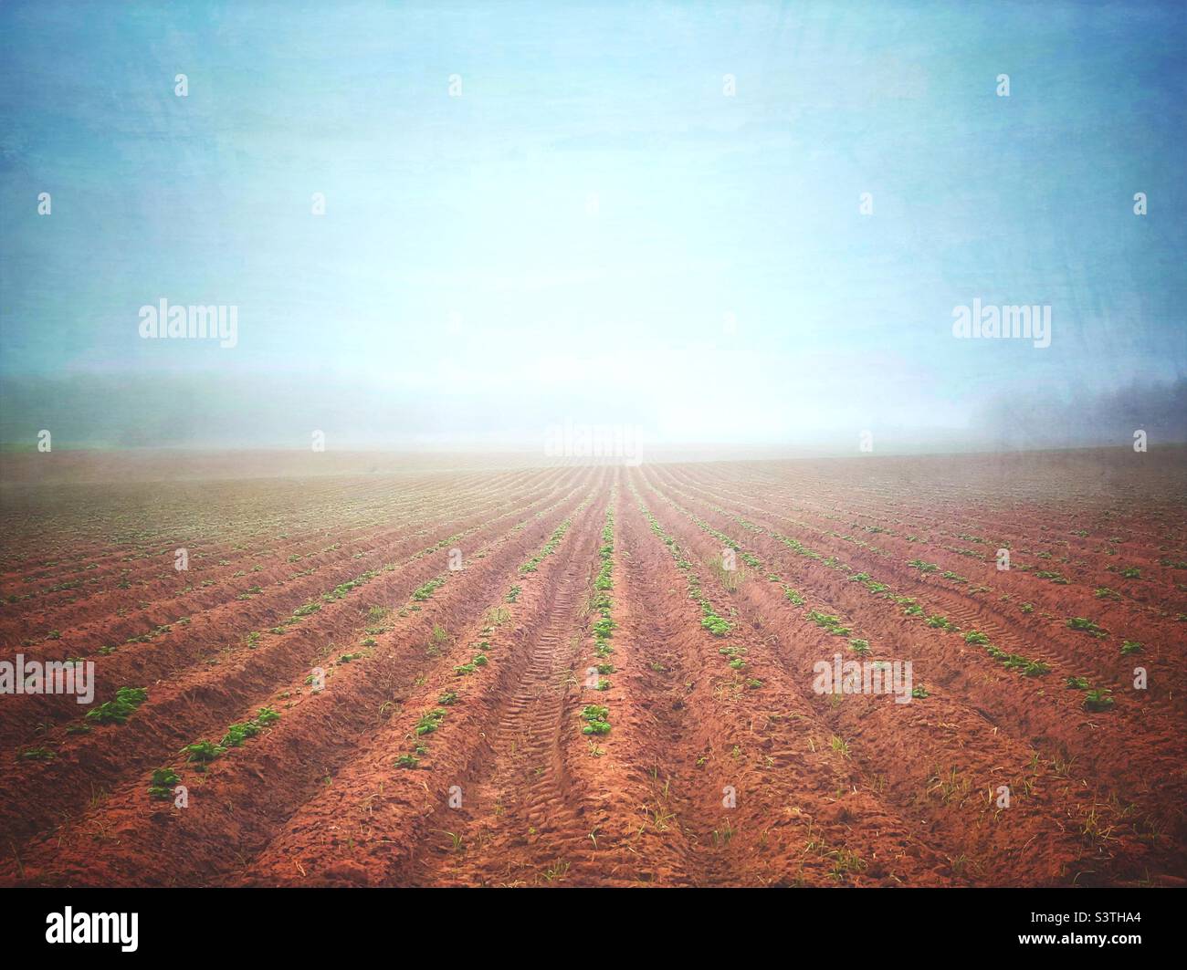 Fog rolling in on a newly planted potato field Stock Photo - Alamy