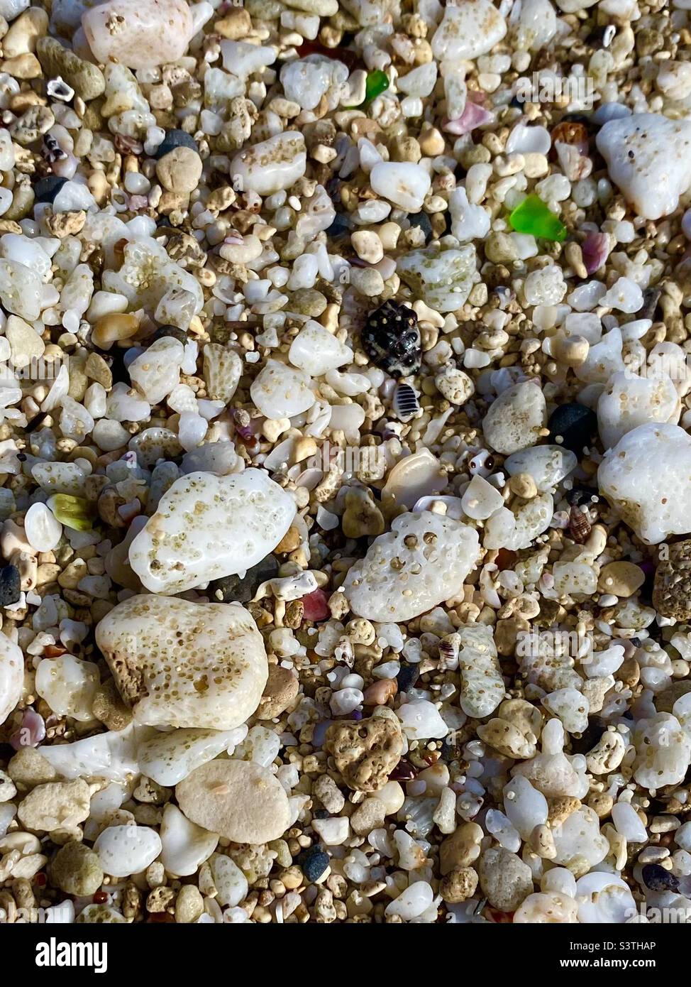 Seashells beach hi-res stock photography and images - Alamy