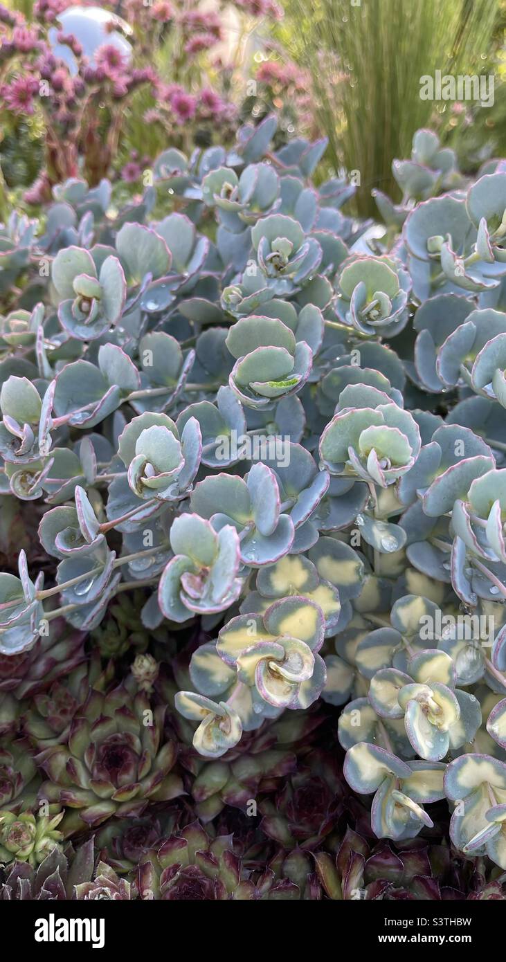 Succulents - Succulent plant - rock garden - sedum - stone roses ...
