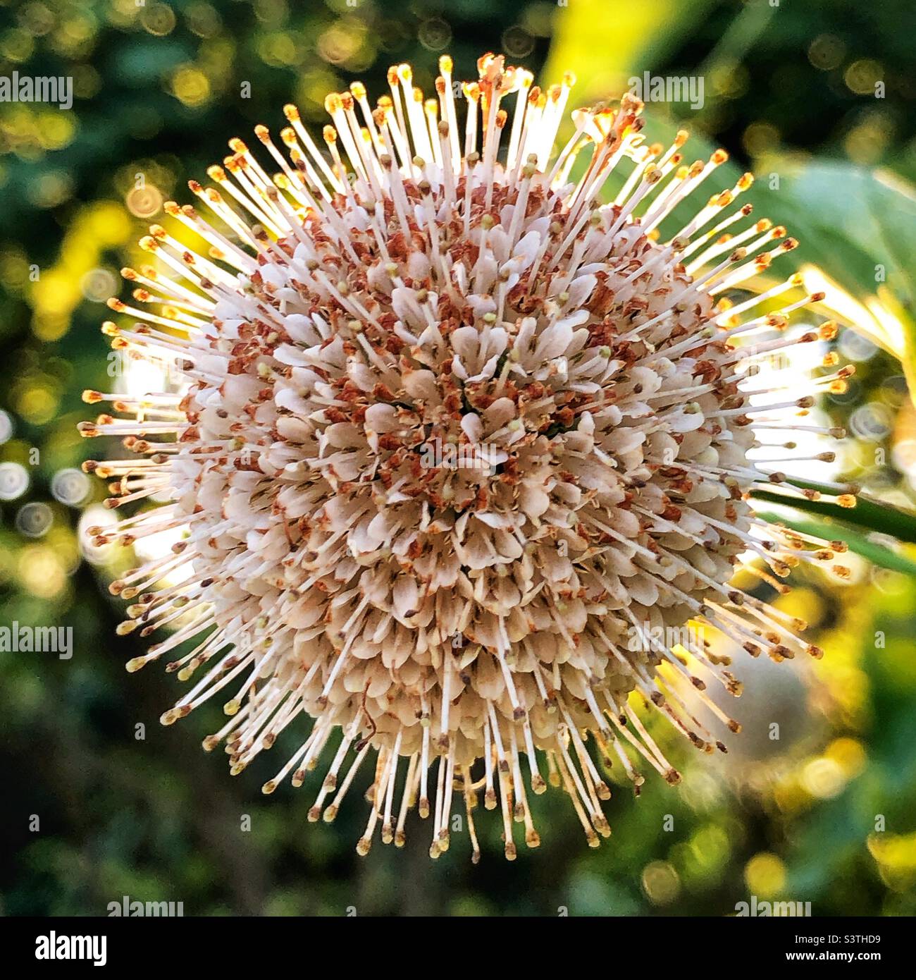 Close up button bush bloom, ball, spiky Stock Photo - Alamy