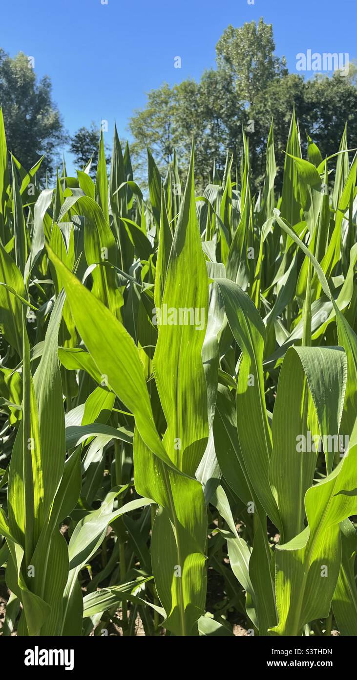 Green Corn Leaves - Corn - Field - Maize - Detail Stock Photo - Alamy