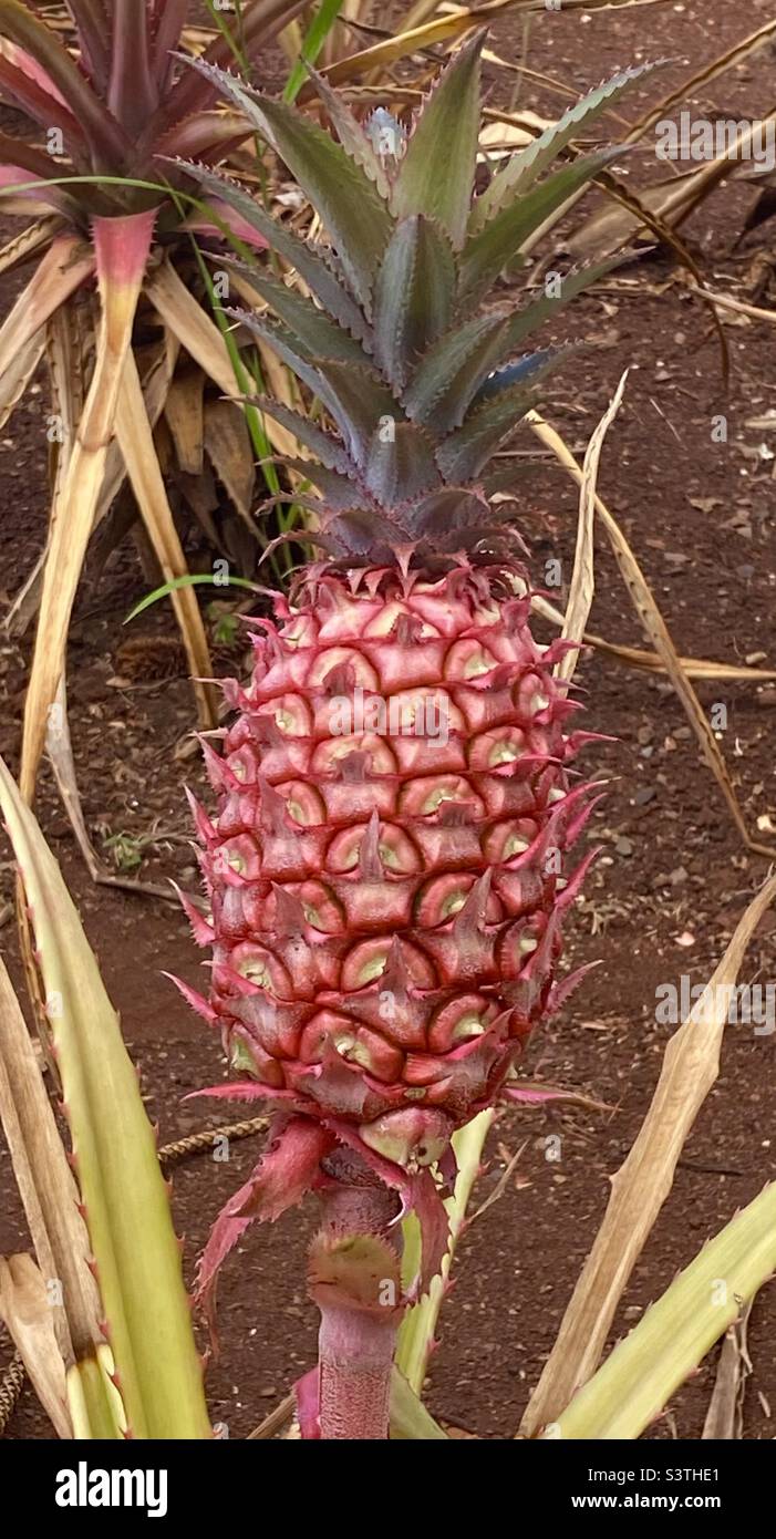 Dole pineapple plantation hi-res stock photography and images - Alamy