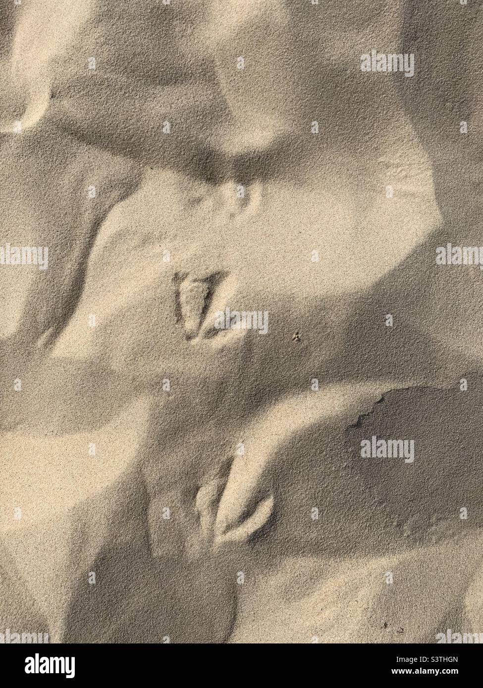 Paw prints on the sand hi-res stock photography and images - Alamy