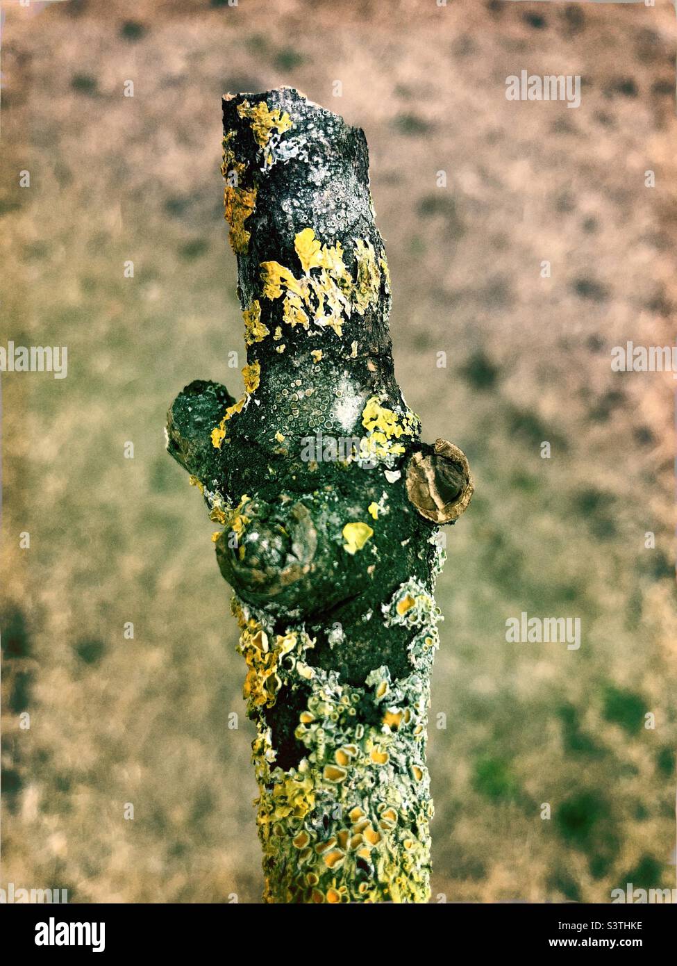 Bark desease hi-res stock photography and images - Alamy