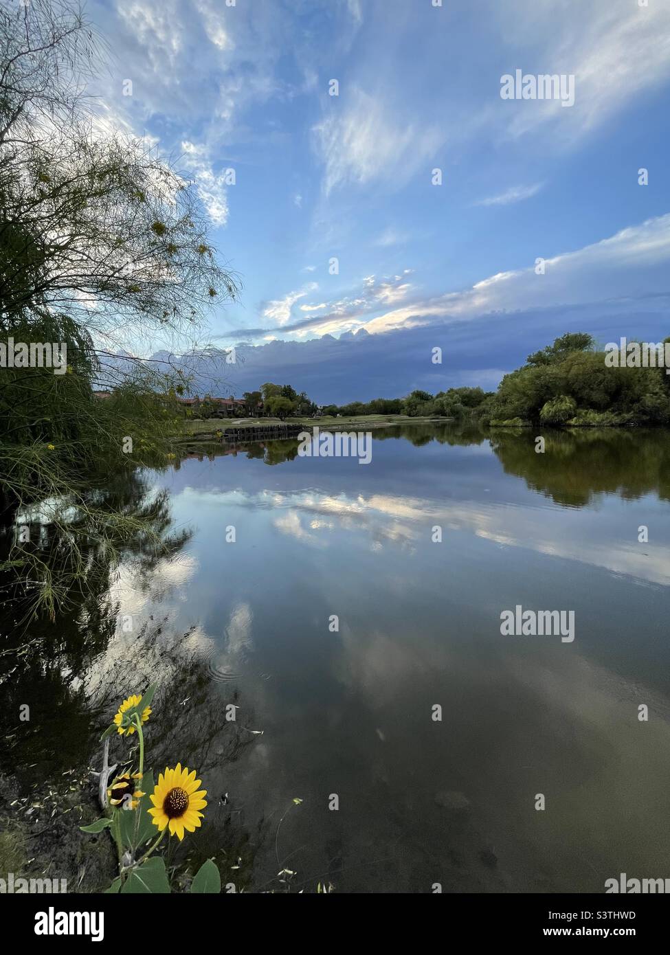 Sunflower monsoon hi-res stock photography and images - Alamy