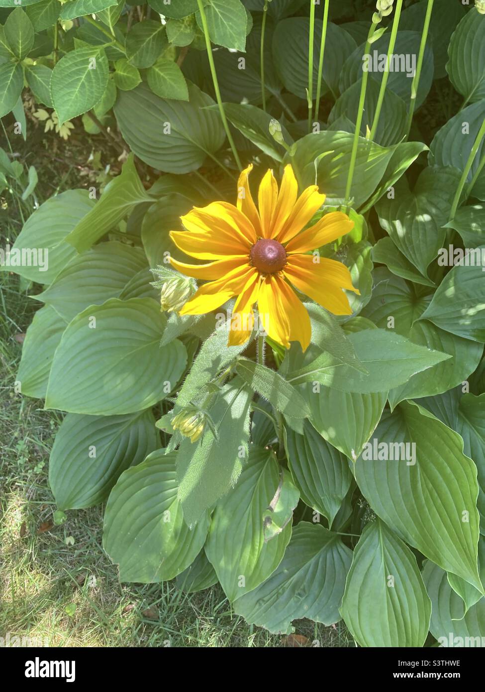 Yellow flower with leaves hi-res stock photography and images - Alamy