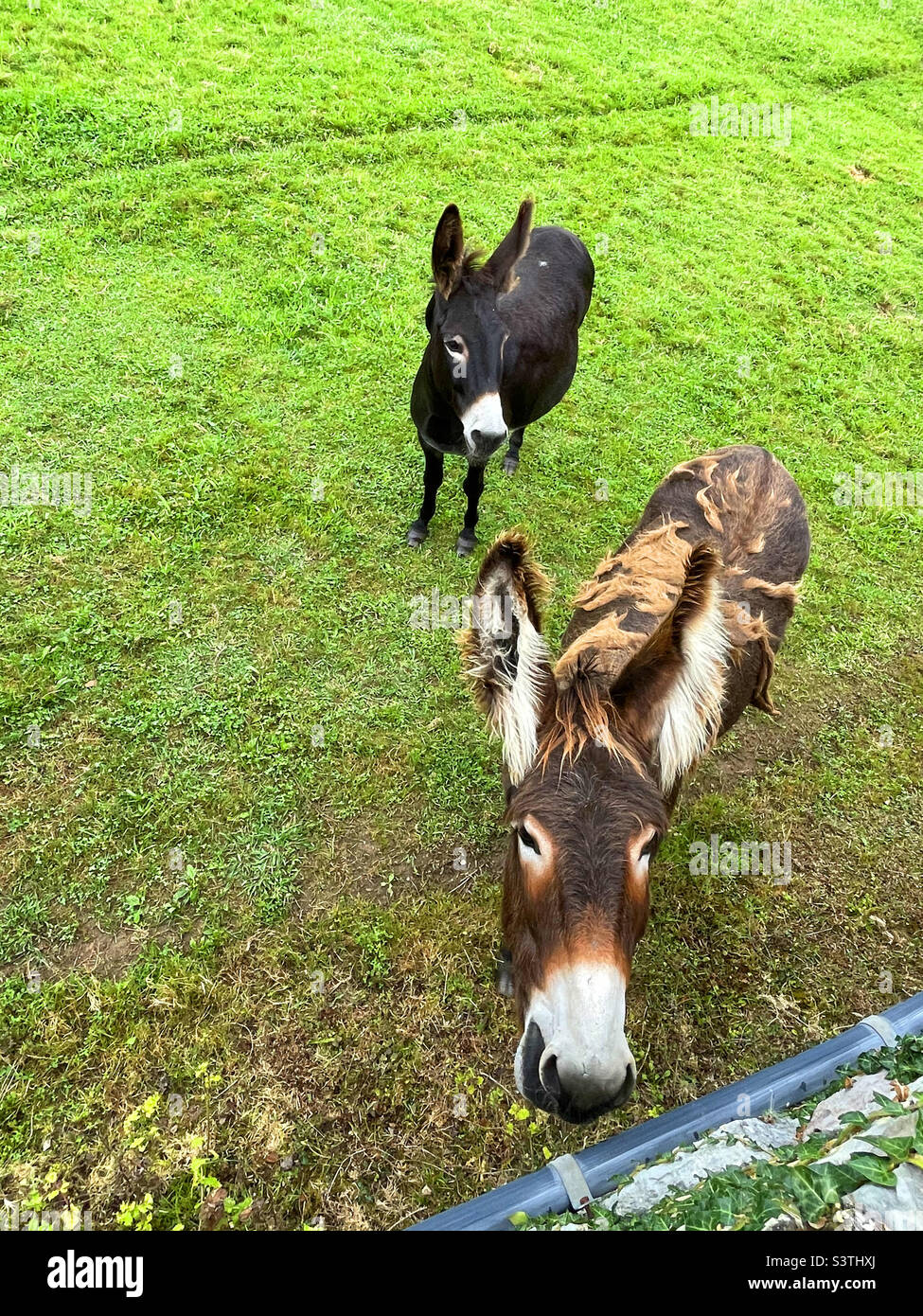 Two donkey animals hi-res stock photography and images - Alamy