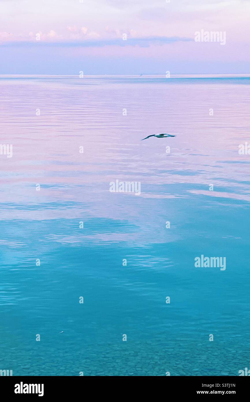 Flying seagull with reflection on lake hi-res stock photography and ...