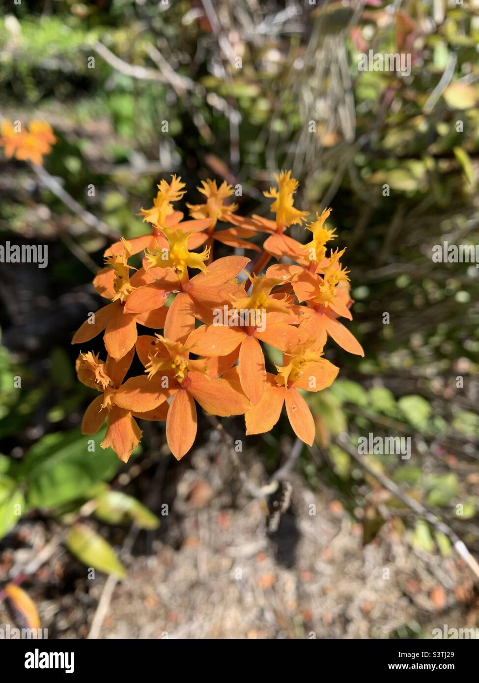 Invasive weed flowers hi-res stock photography and images - Alamy