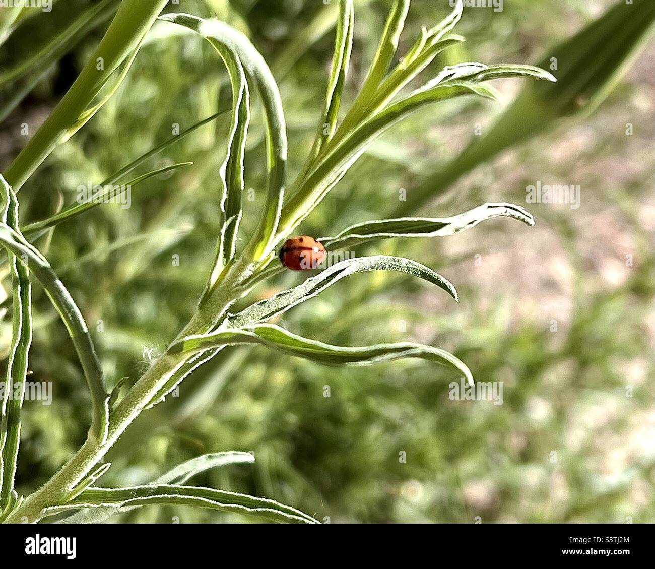 Red lady bugs hi-res stock photography and images - Alamy