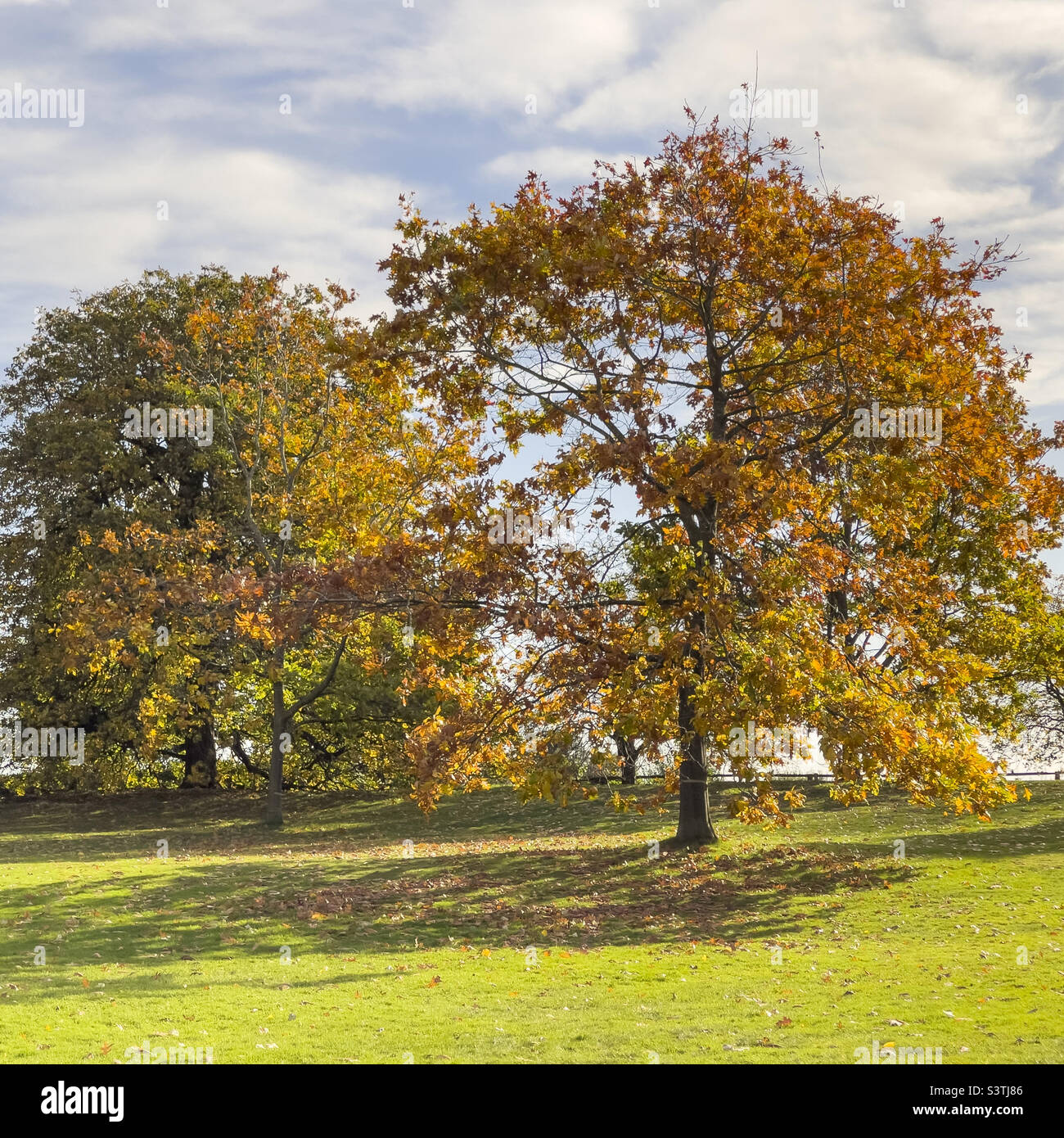 Golden tree leaves in sunlight smartphone stock photos and images - Alamy