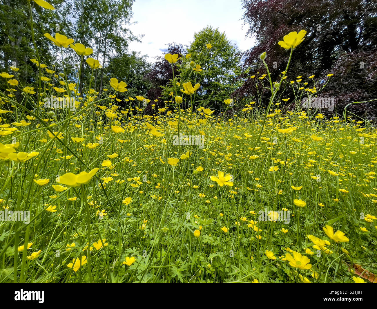 Blooming in a meadow with buttercup hi-res stock photography and images ...