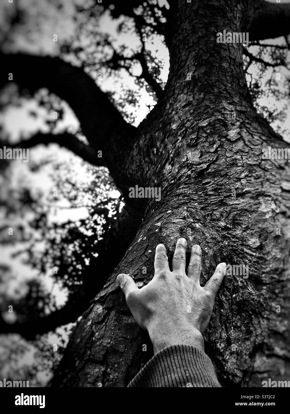 Hand of a person touching a tree bark Stock Photo - Alamy