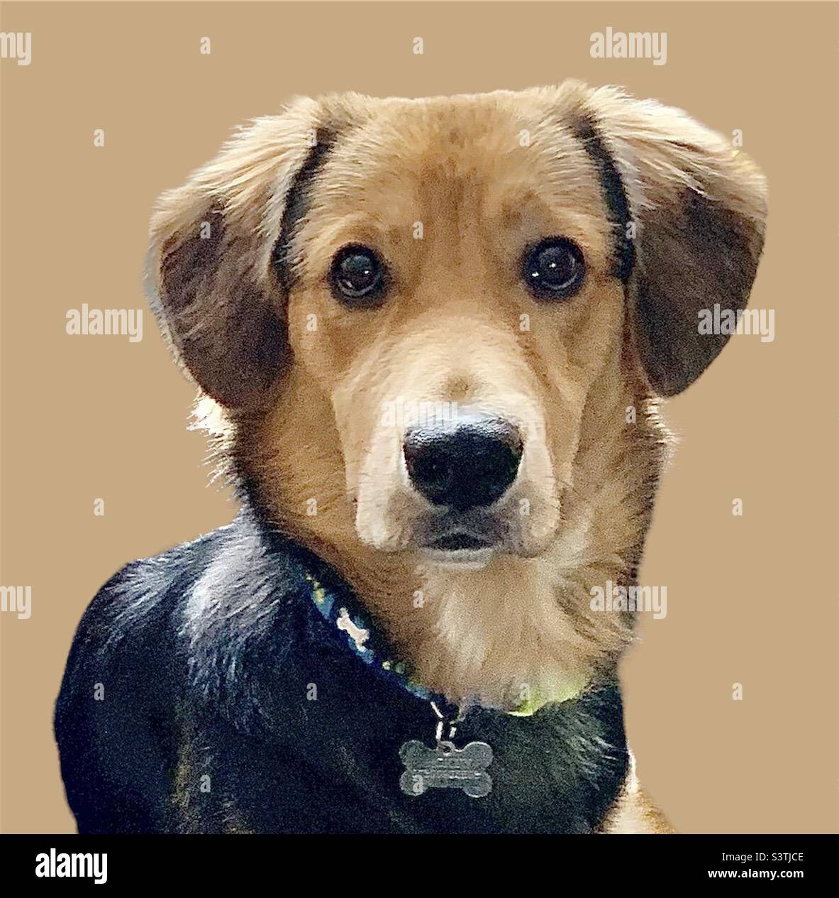 Greek harehound hi-res stock photography and images - Alamy