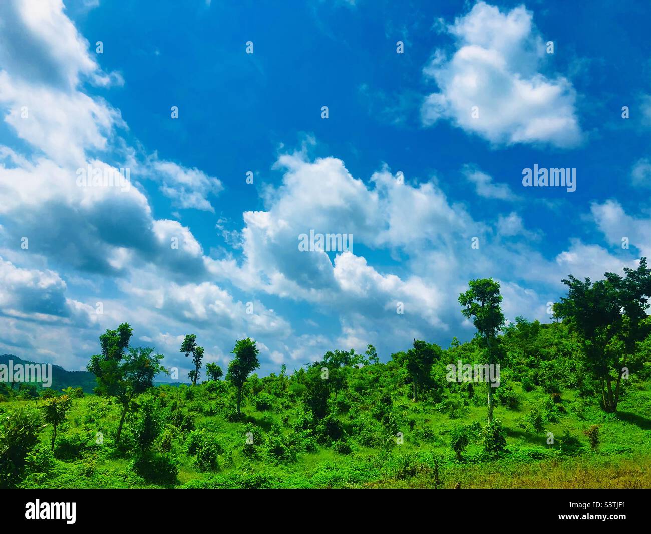 Thousand trees hi-res stock photography and images - Alamy