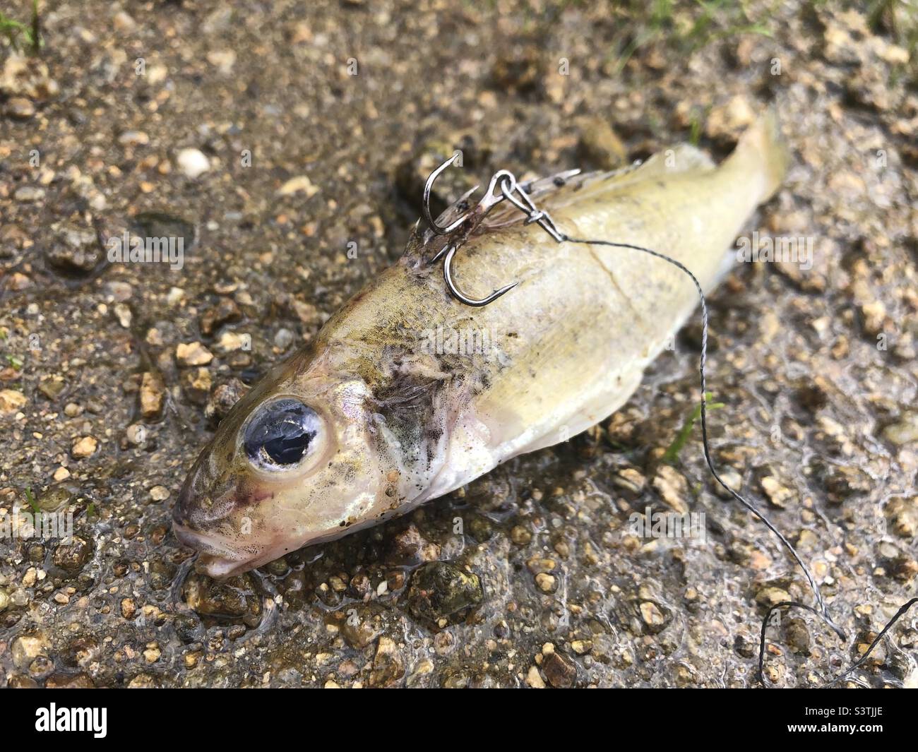 Fish on the hook hi-res stock photography and images - Alamy