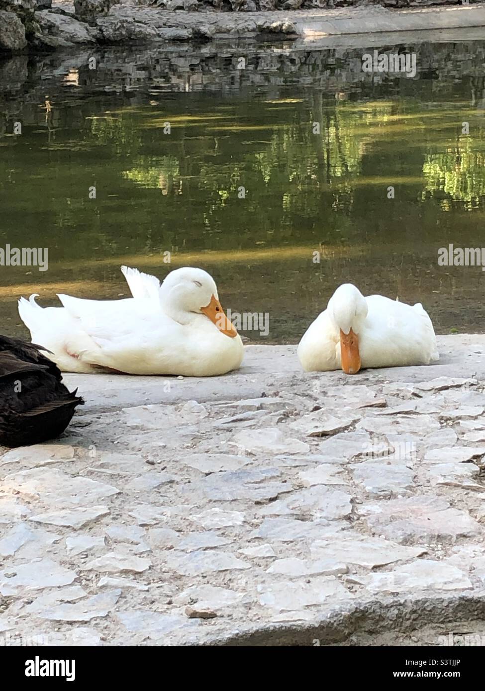 Female sleeping duck hi-res stock photography and images - Alamy