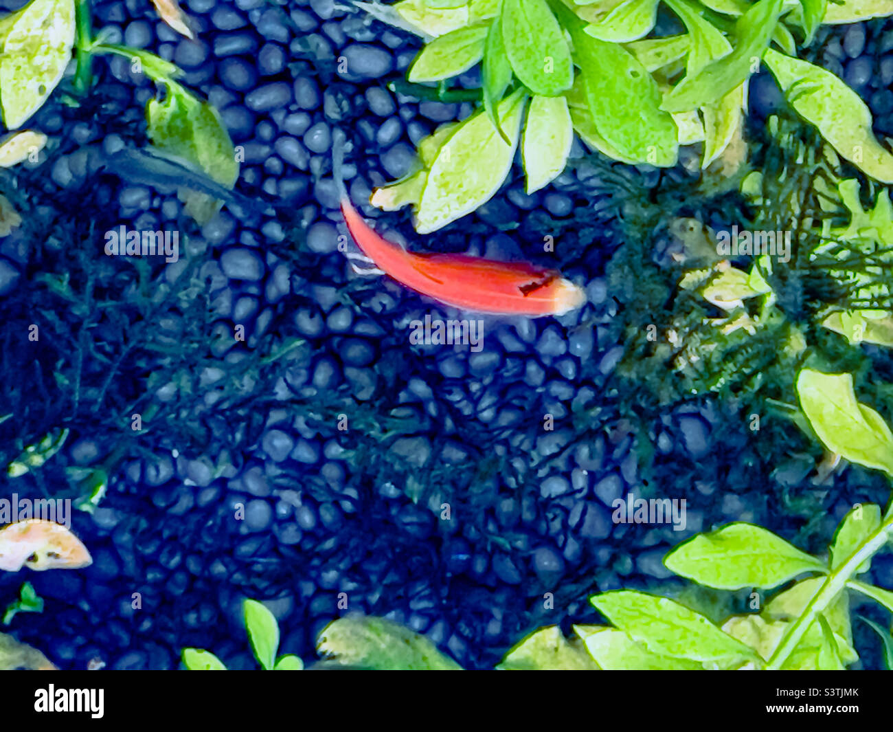 Green grass with water hi-res stock photography and images - Alamy