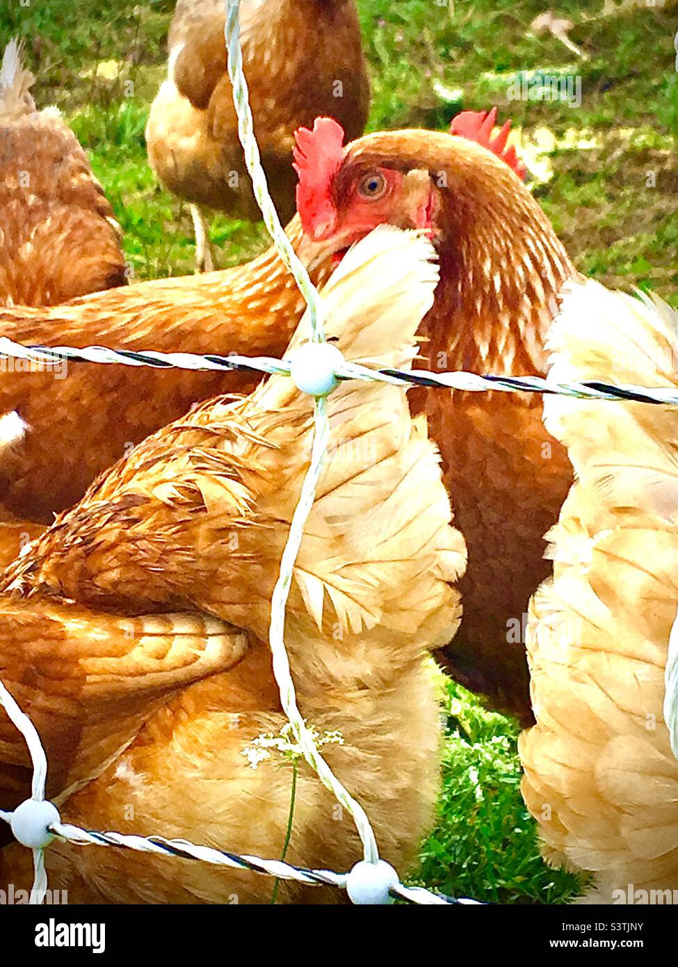 Hens hen hi-res stock photography and images - Alamy