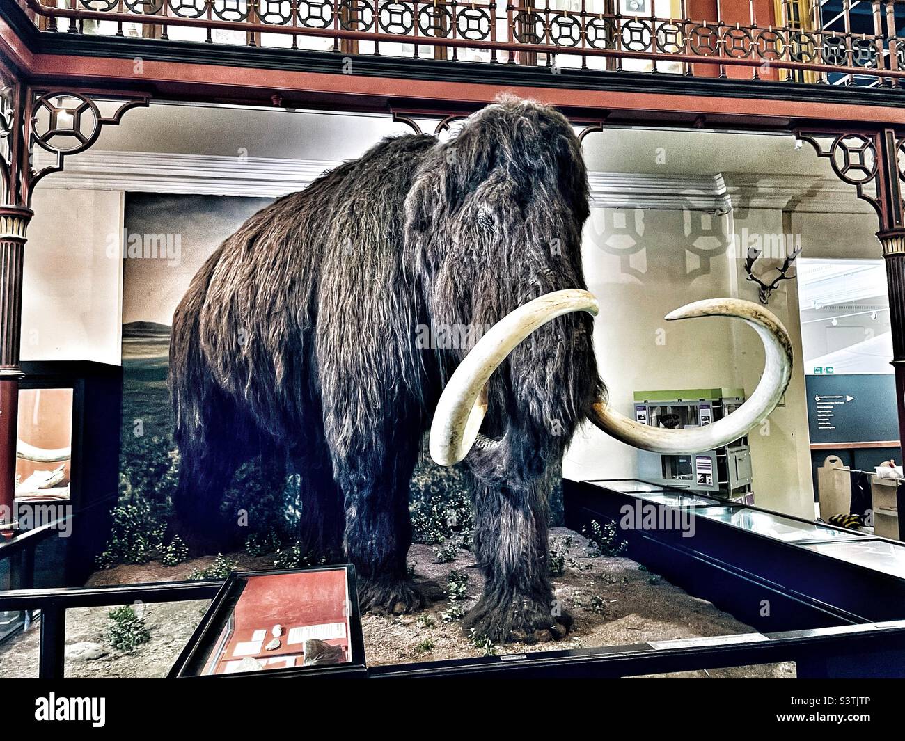 Mammoth museum hi-res stock photography and images - Alamy