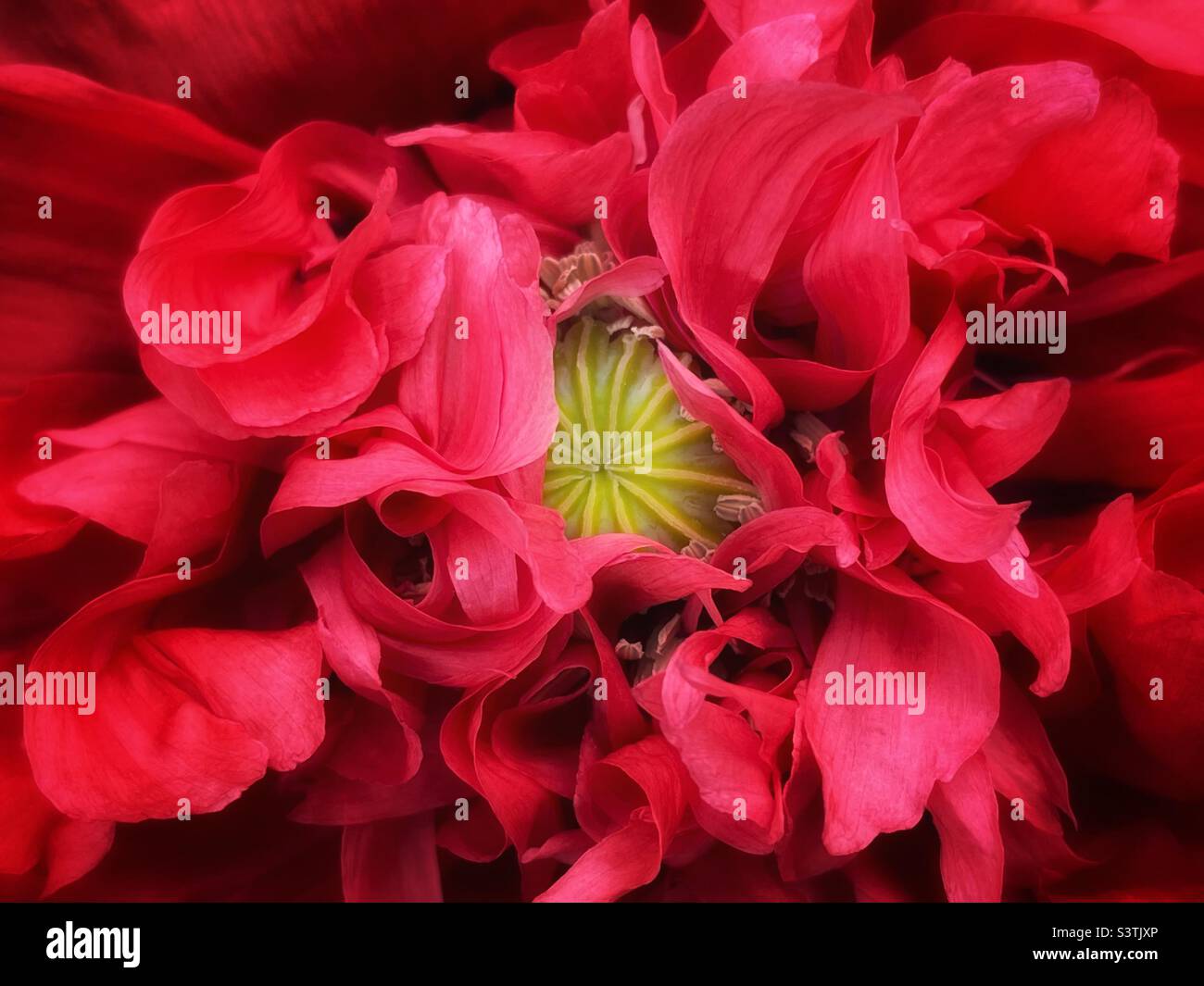 Double bloom poppy hi-res stock photography and images - Alamy