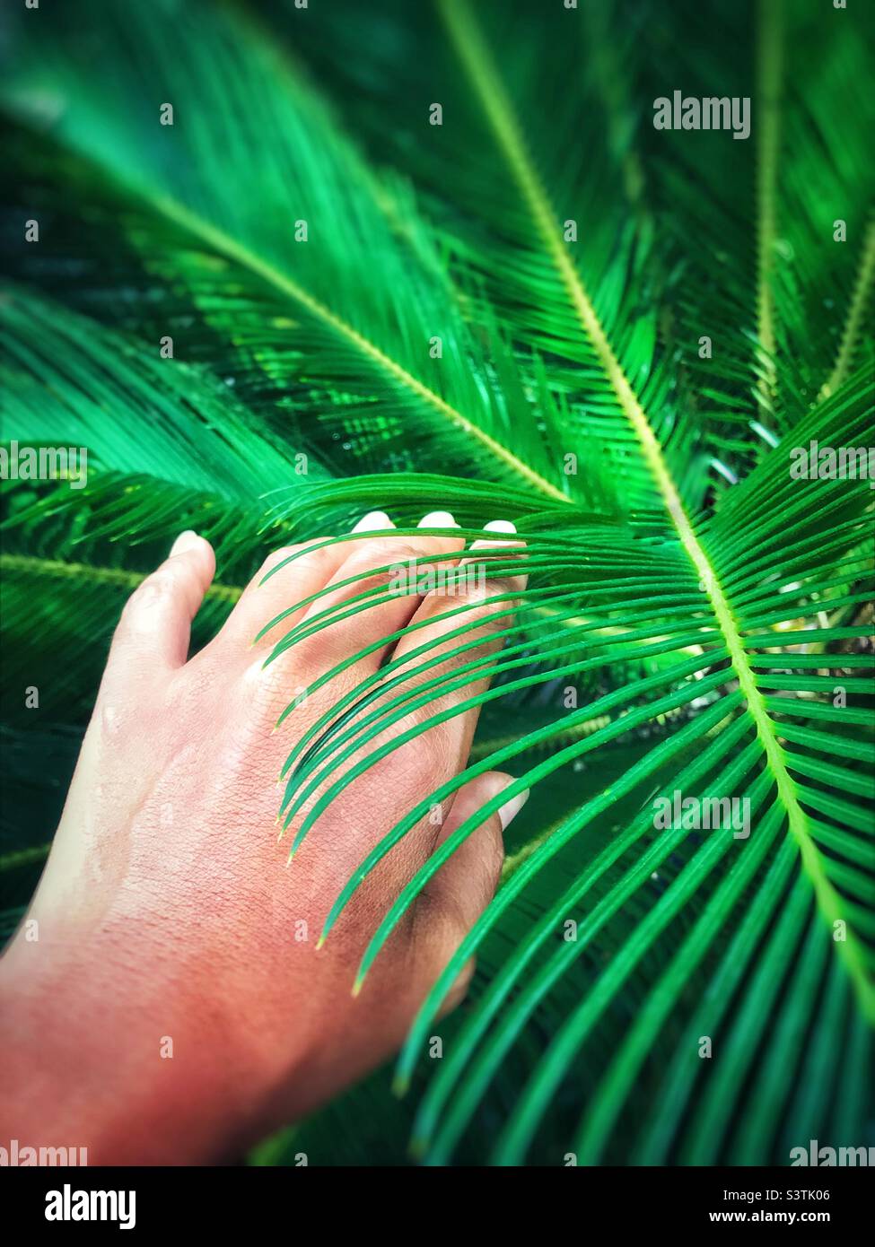 Hand holding green plant Stock Photo - Alamy