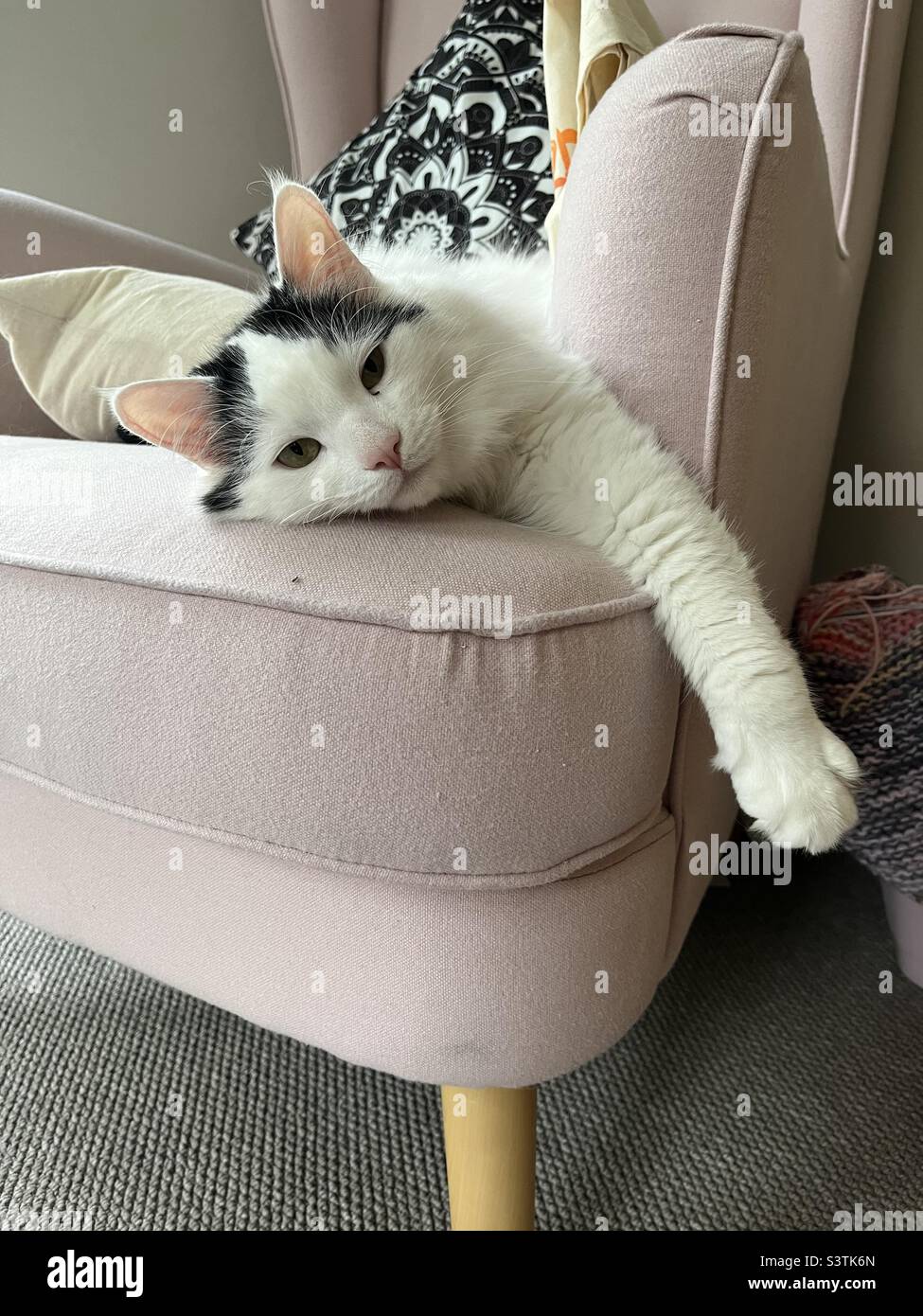 Lazy soft hi-res stock photography and images - Alamy