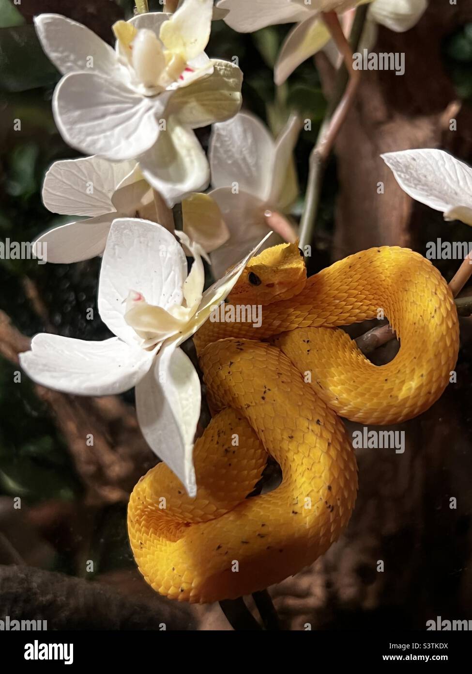 Beautiful snake hi-res stock photography and images - Alamy