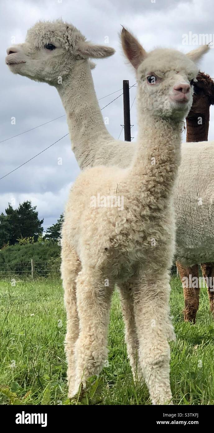 Alpaca day in Irish farm Stock Photo - Alamy