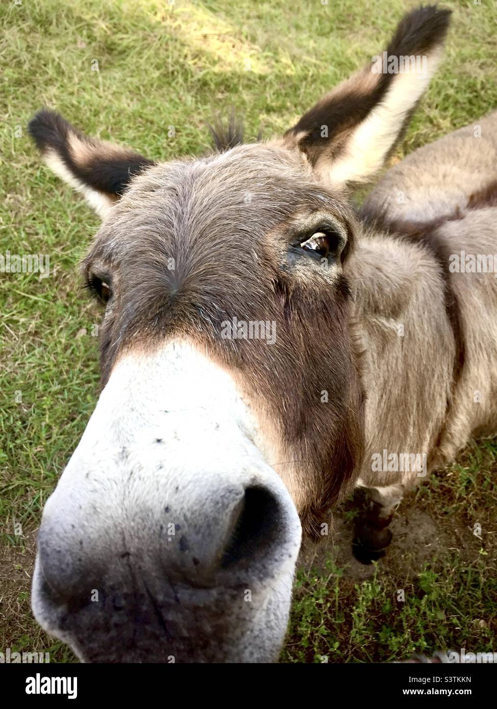 Donkey nose hi-res stock photography and images - Alamy