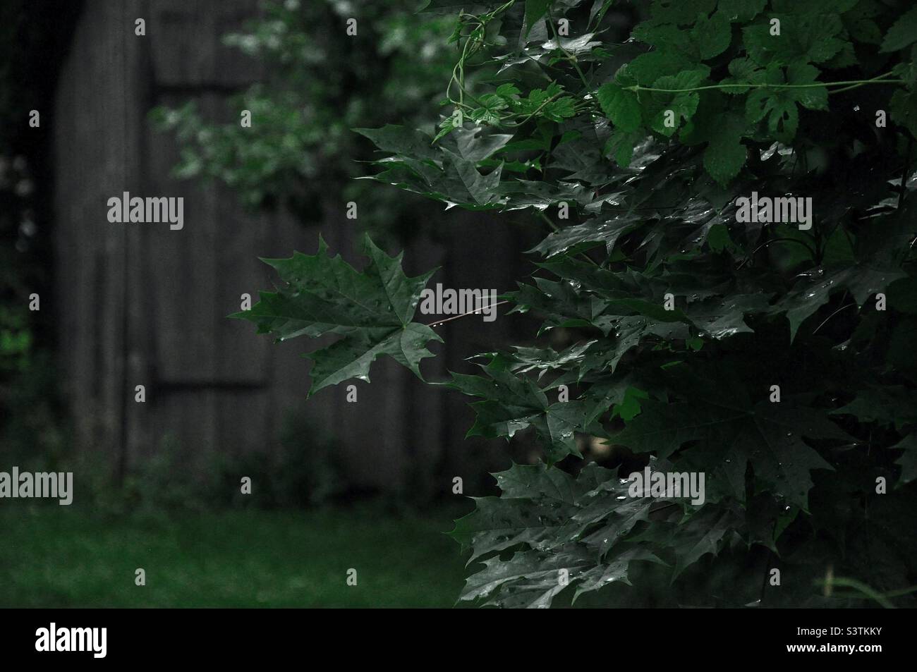 Maple tree leaves after rain Stock Photo - Alamy