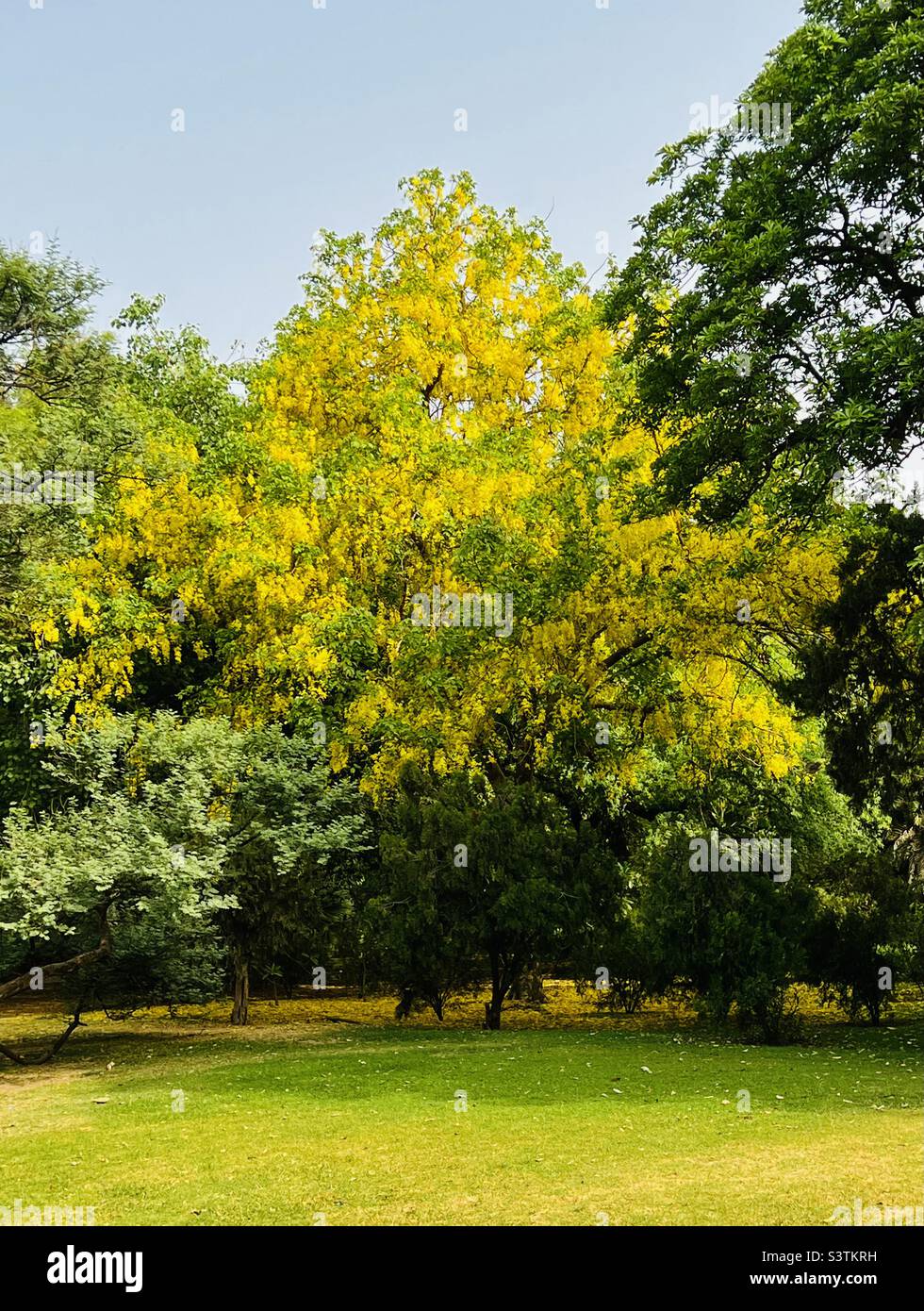 Yellow flower tree hi-res stock photography and images - Alamy