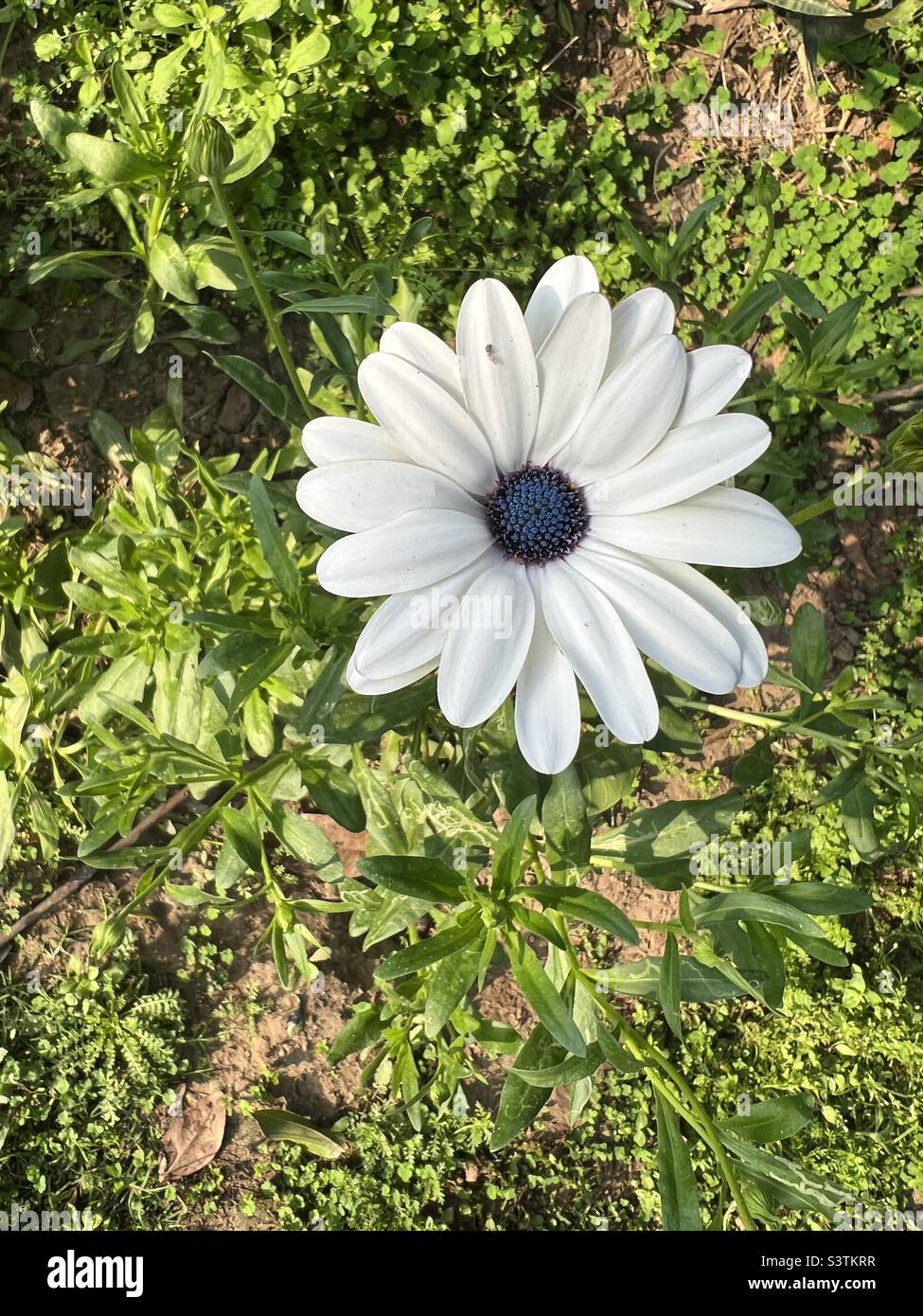 White flower with purple pollen Stock Photo - Alamy