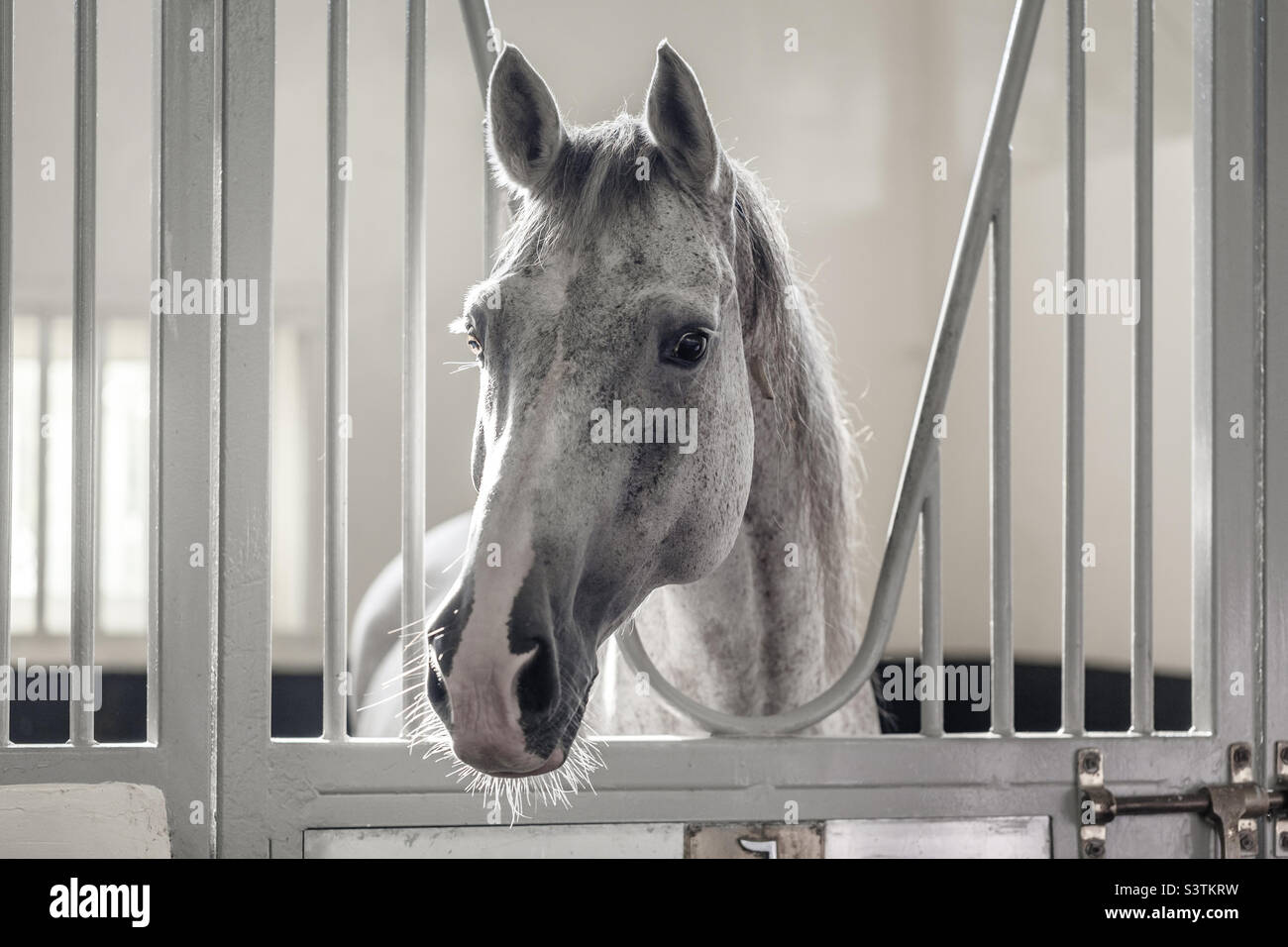 Arabian white horse in the stables, animal portrait Stock Photo - Alamy