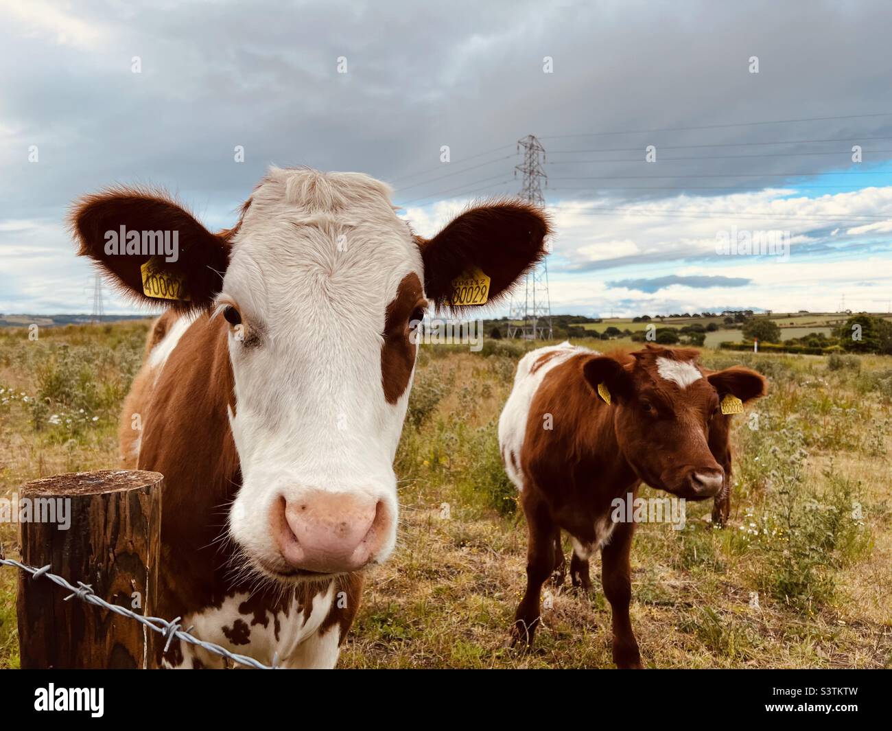 Cow looking at the camera hi-res stock photography and images - Alamy