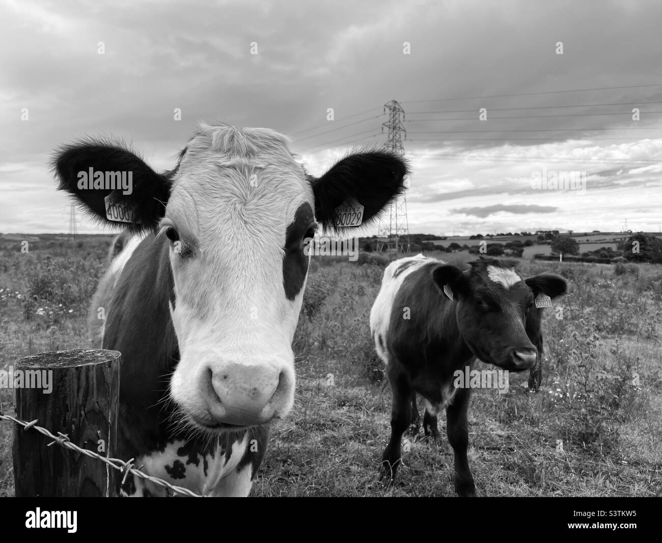 Cattle grazing Black and White Stock Photos & Images - Alamy