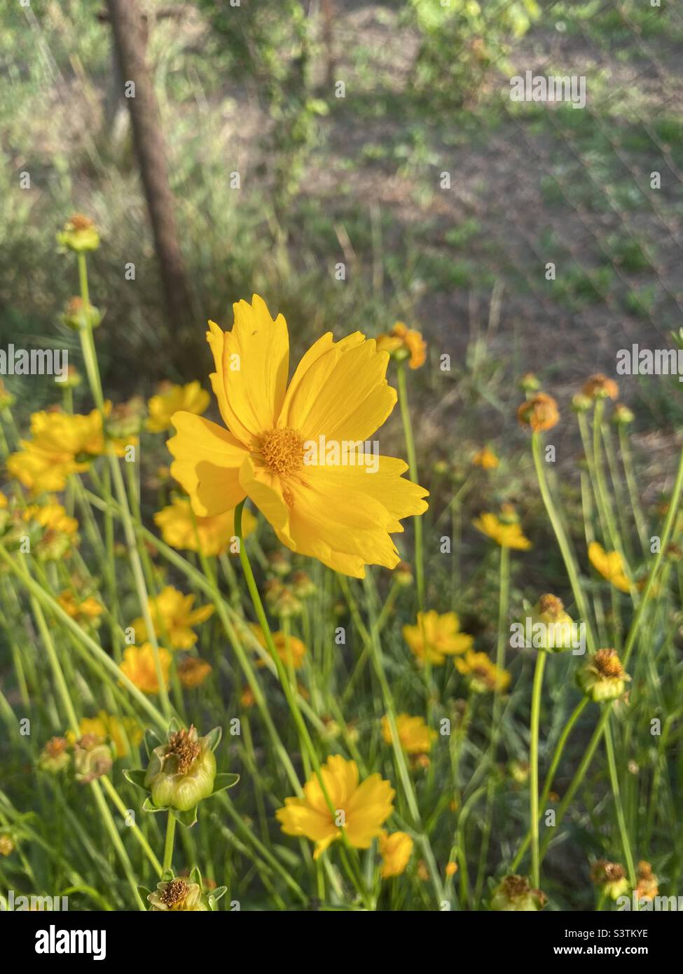 Mesmerizing flowers hi-res stock photography and images - Alamy